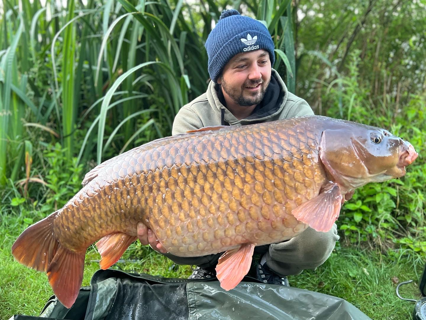 Chestnut common | Total Carp
